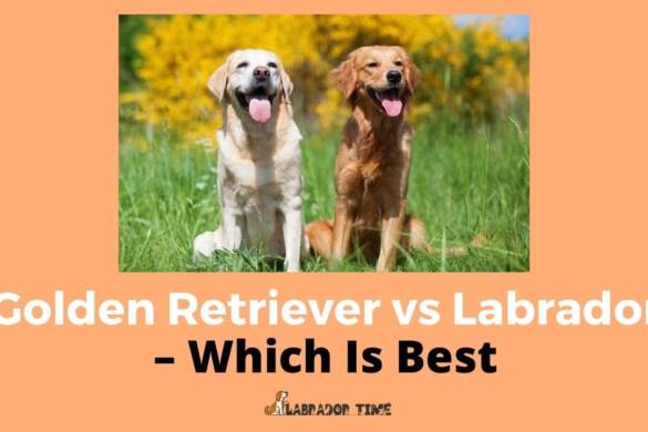Breed Information Archives - Labrador Retriever