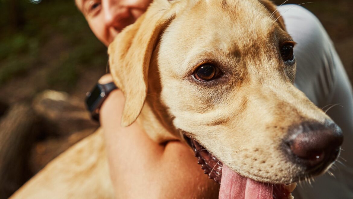 Be Aware of Potential Health Issues for Your Labrador - Hypertrophic ...