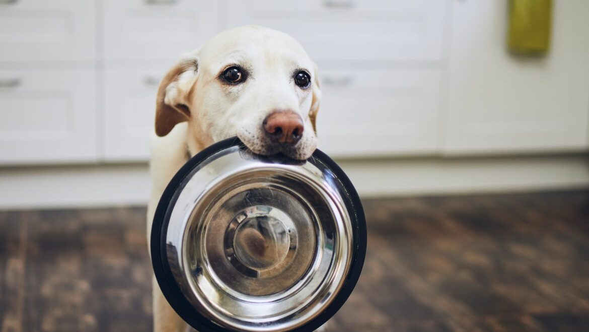 Cryptococcosis in Dogs: How is Diagnosed in Labradors - Labrador Time