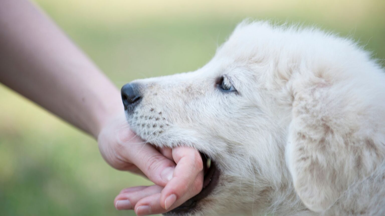 The 6 Levels of Dog Bites Everyone Should Know About - Labradortime