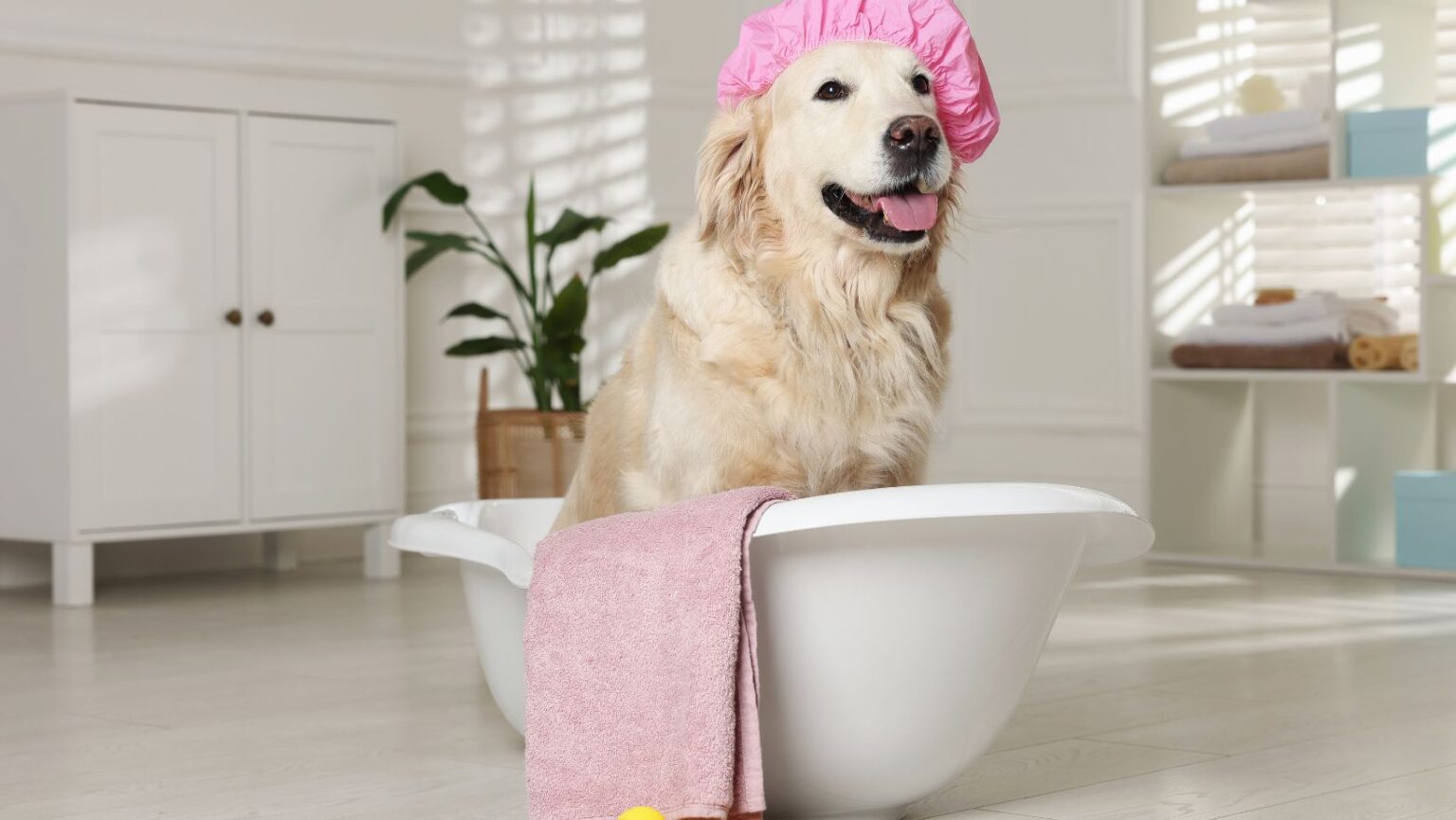 How to Groom Your Labrador Retriever: A Complete Guide for a Healthy ...