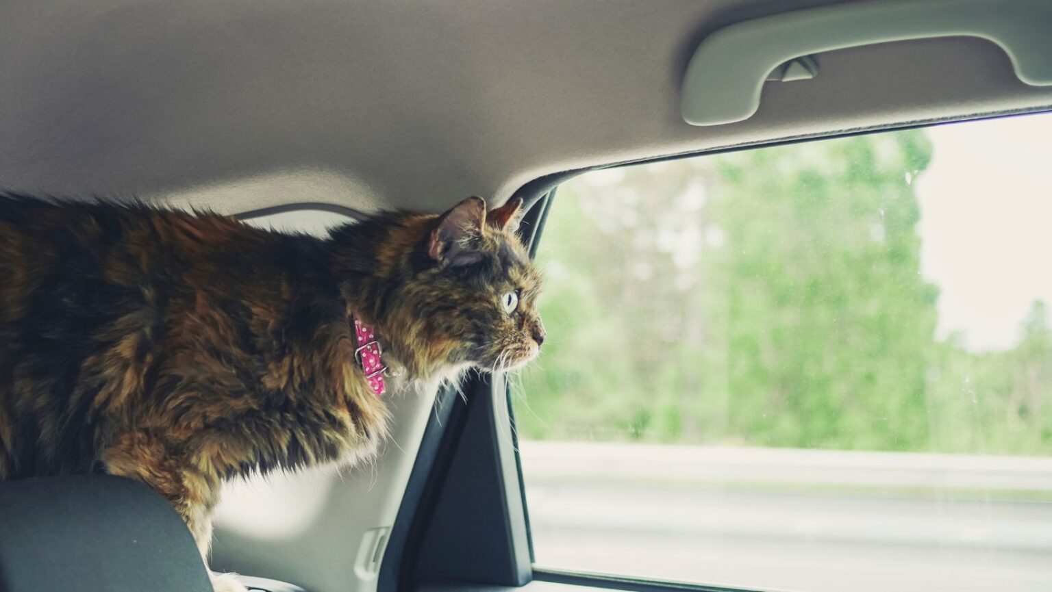 How to Transport a Cat in a Car: Preparation and Transportation ...