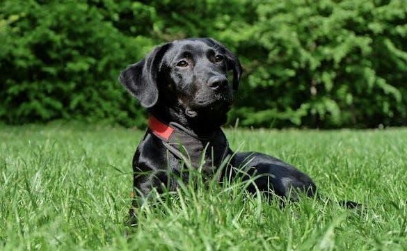 Labrador Health Issues: The Essential 2026 Guide To Preventing ...
